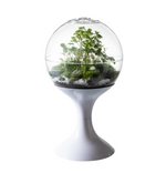 Potifiv Atomic Space Age Terrarium | Beautify Your Space With Plants