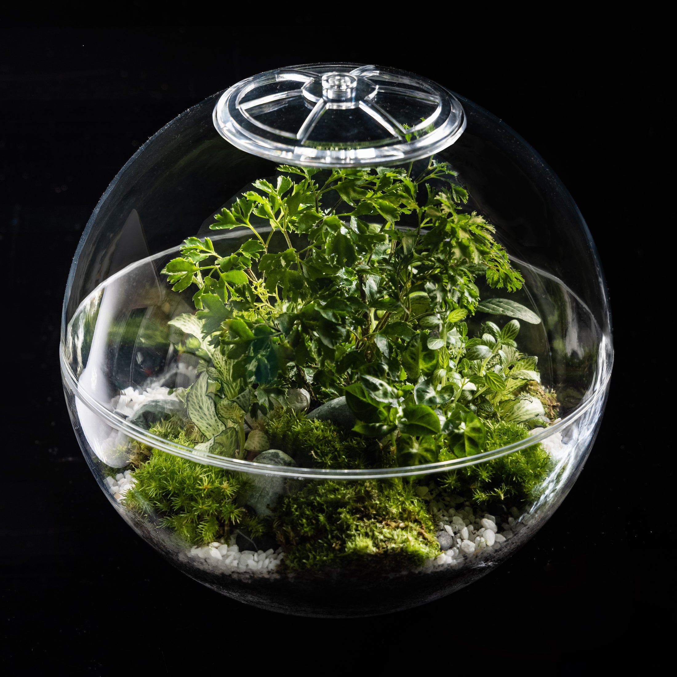 Atomic Space Age Terrarium – Potifiv